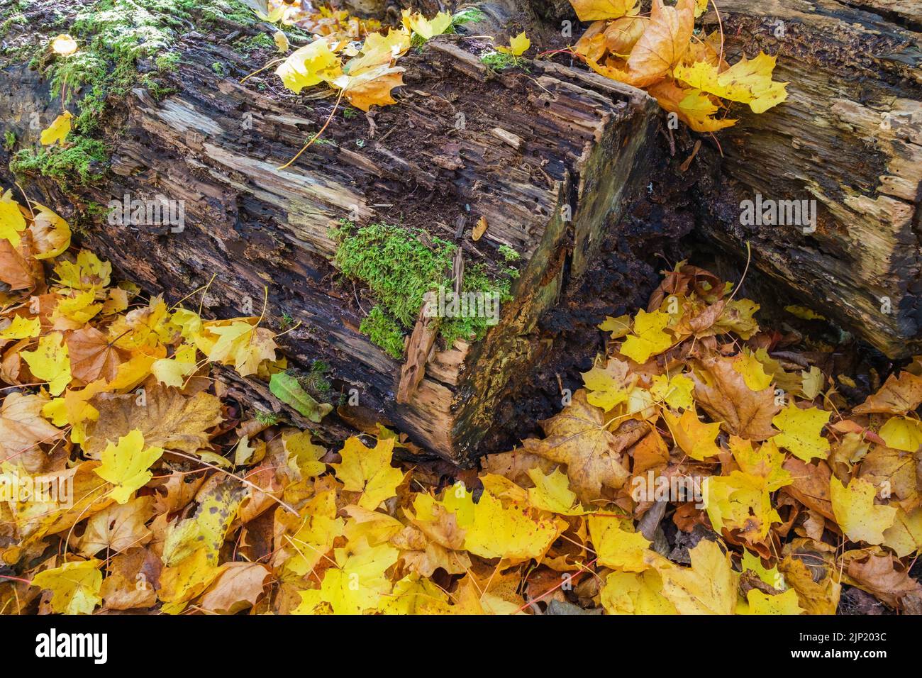 Rotten maple leaves leaf hi-res stock photography and images - Alamy