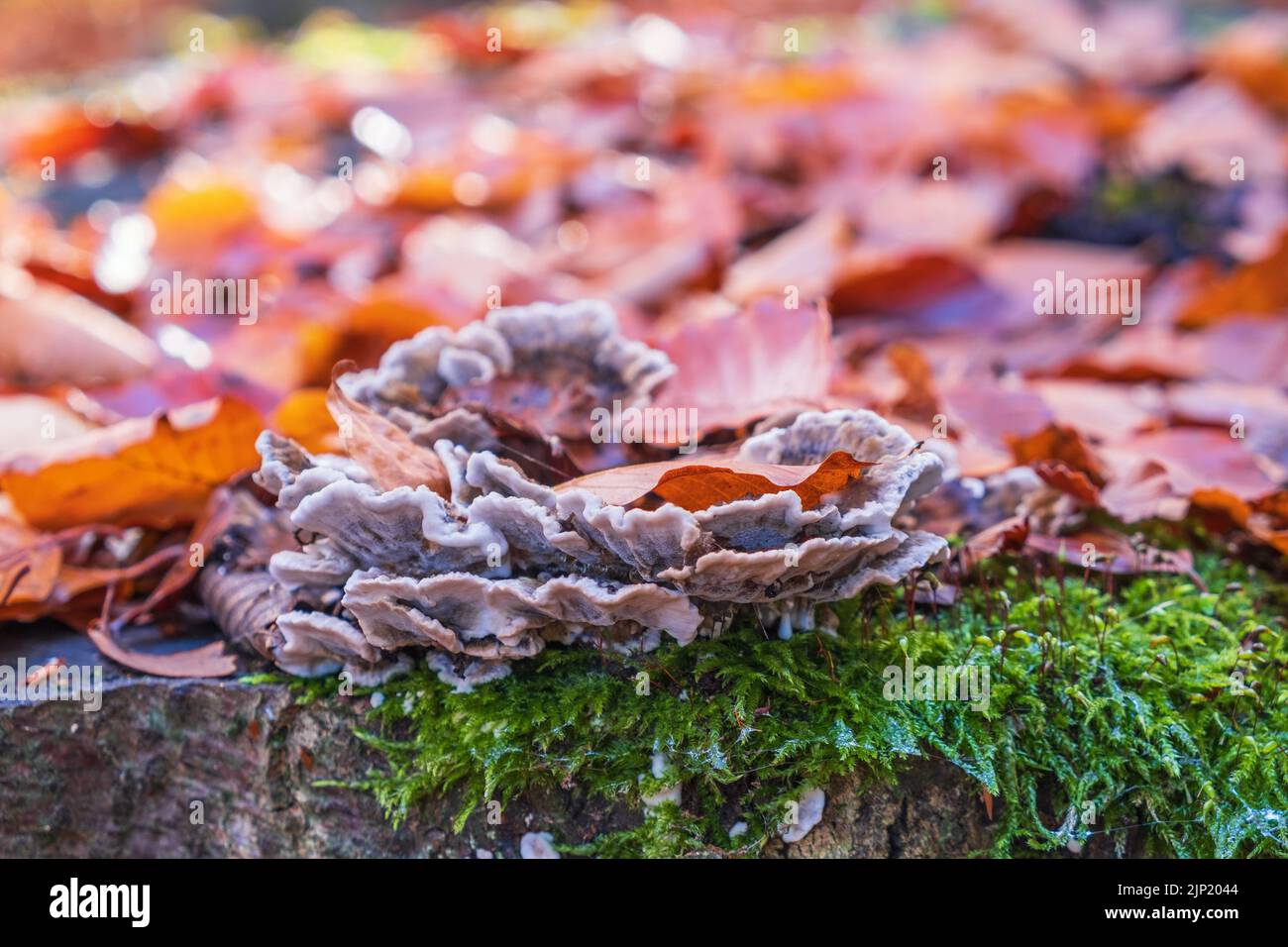 Silver leaf mushroom on a tree stump Stock Photo - Alamy