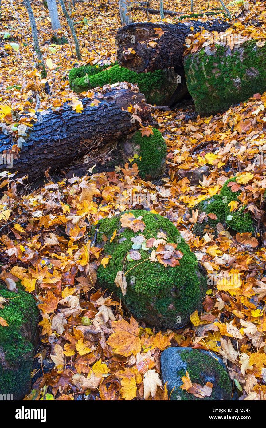 Moss covered boulders and fallen autumn leaves Stock Photo - Alamy