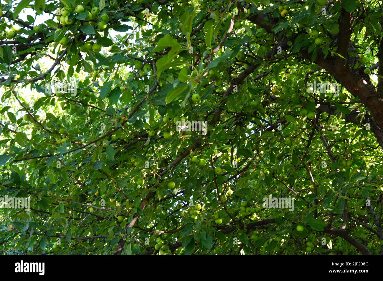 Green small organic apples on branch of apple tree in summer Stock ...
