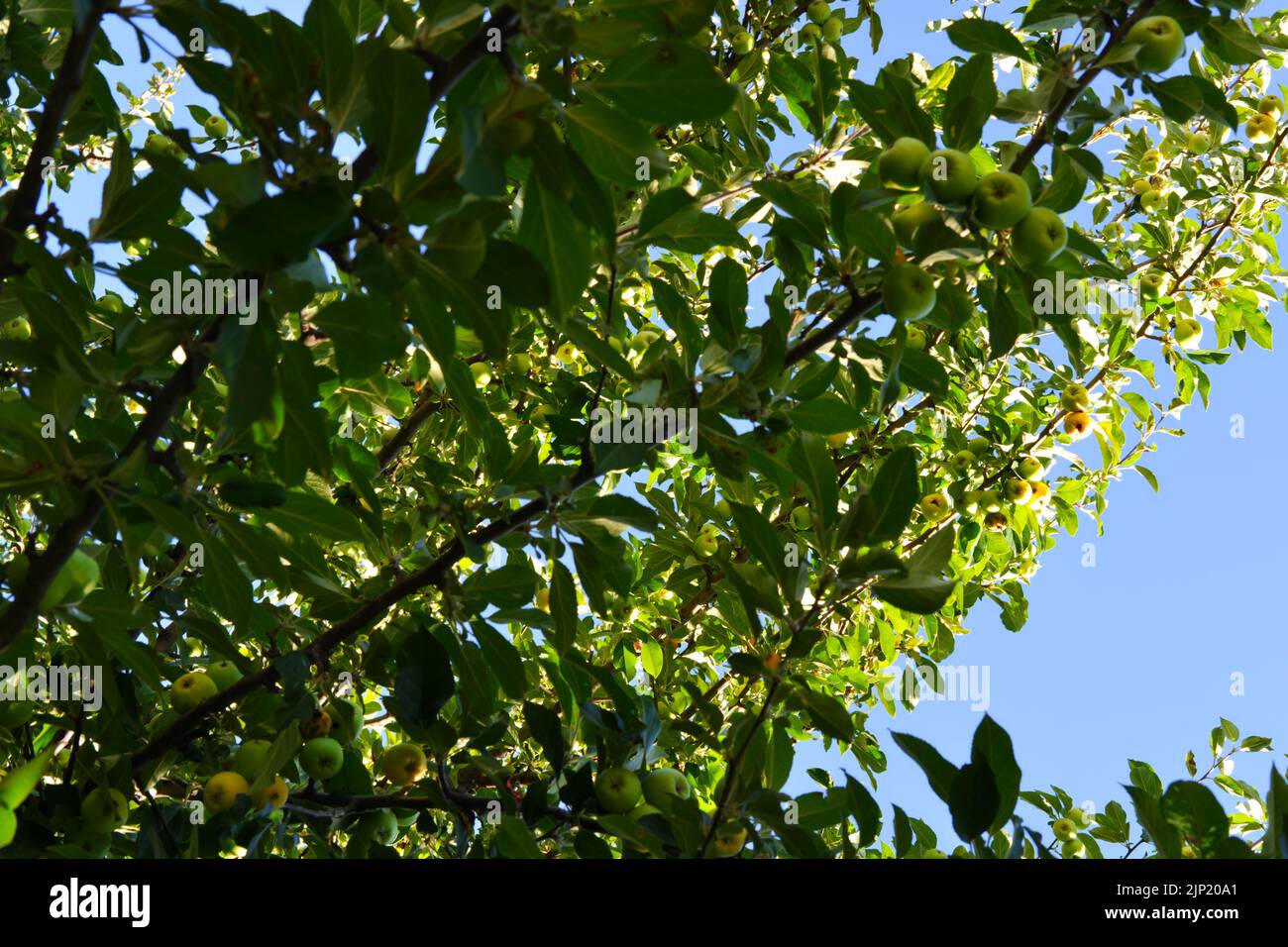 Green small organic apples on branch of apple tree in summer with clear ...