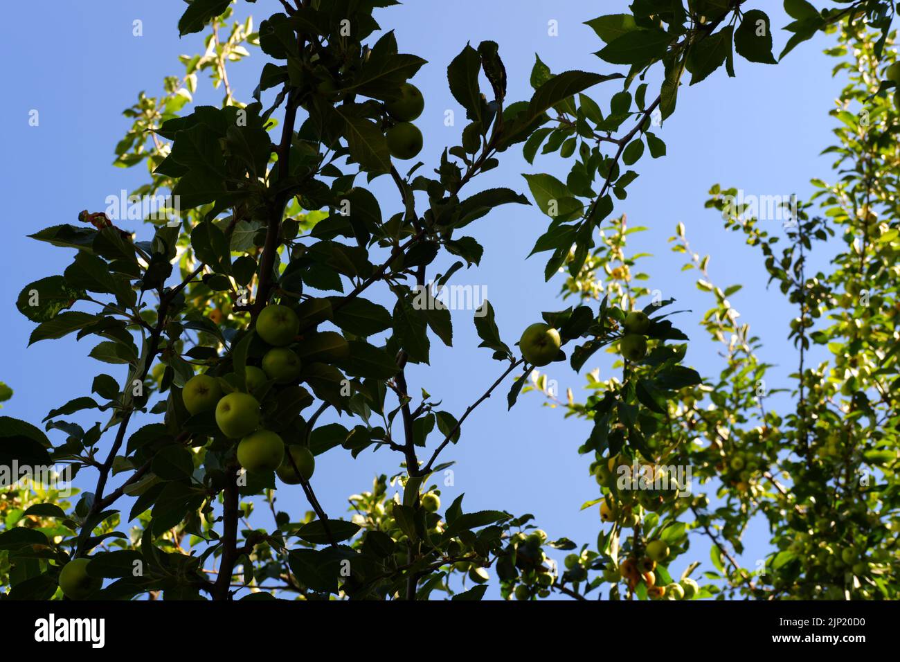 Green small organic apples on branch of apple tree in summer with clear ...
