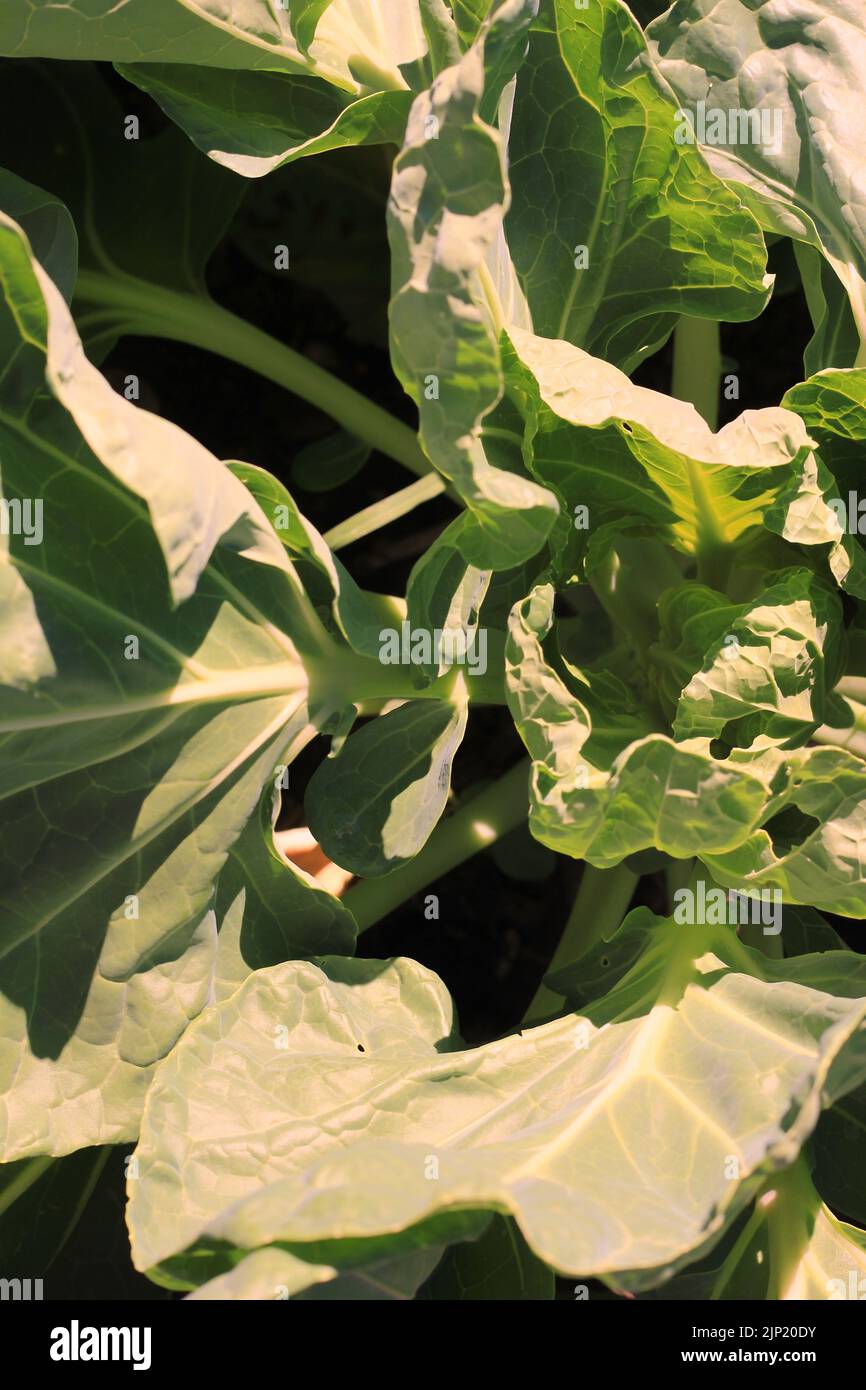 Leafy cabbage plants growing in the summer kitchen garden Stock Photo ...