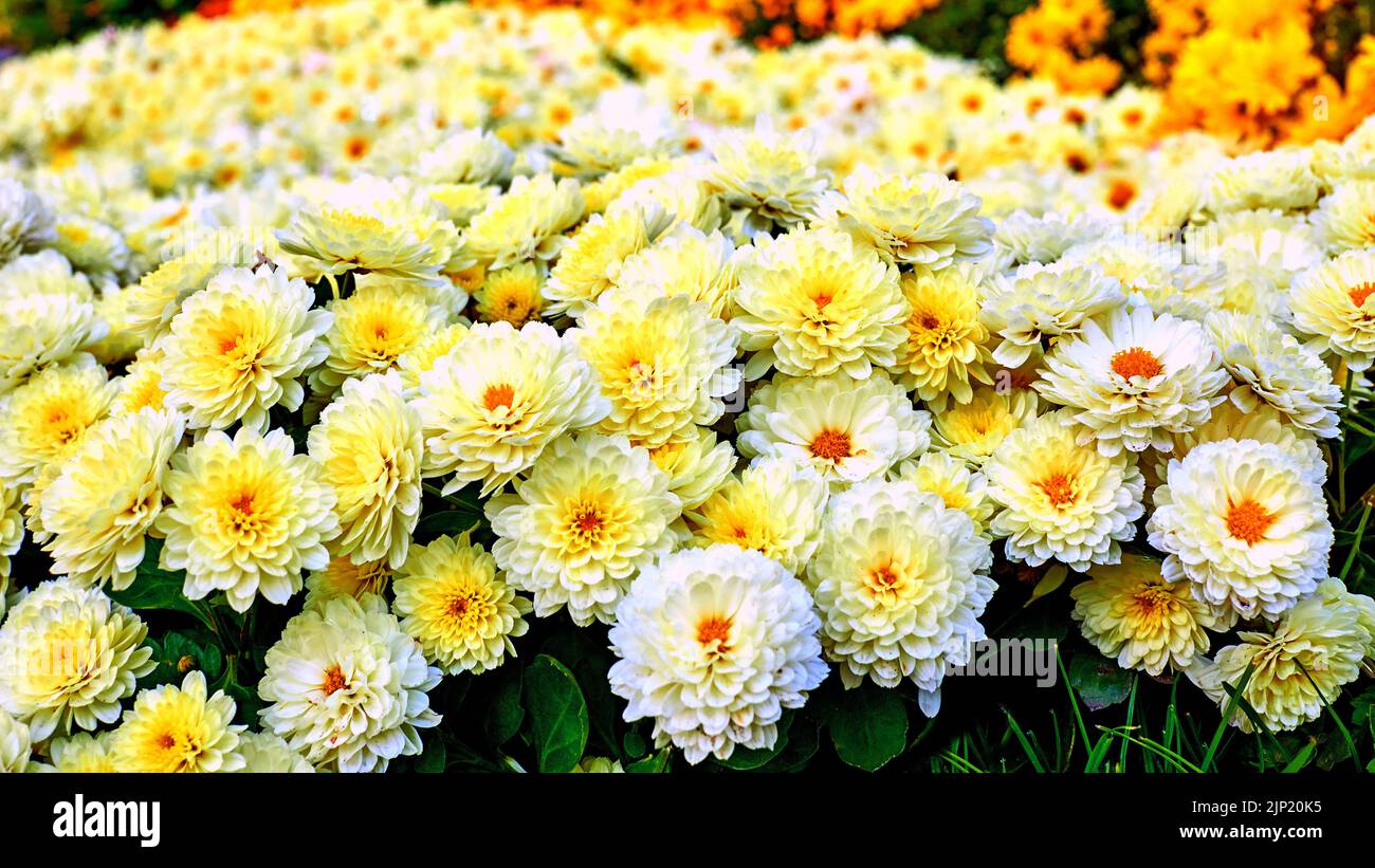 Daisy haze hi-res stock photography and images - Alamy