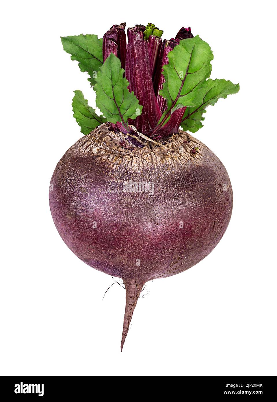 Beetroot with leaves isolated on white background Stock Photo - Alamy