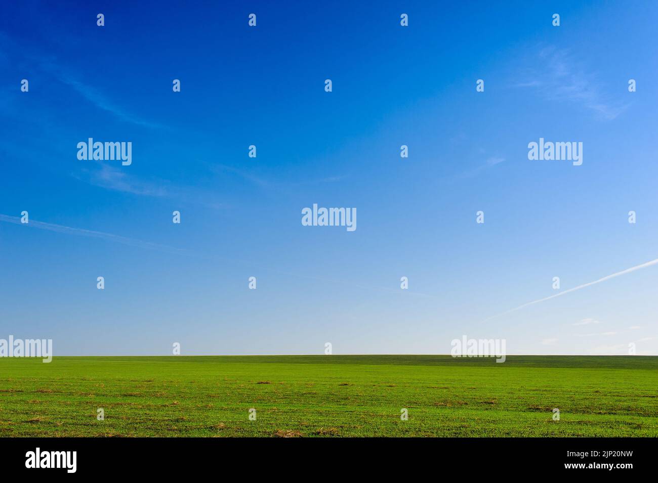 Ukrainian Green Field of wheat, blue sky and sun, white clouds ...