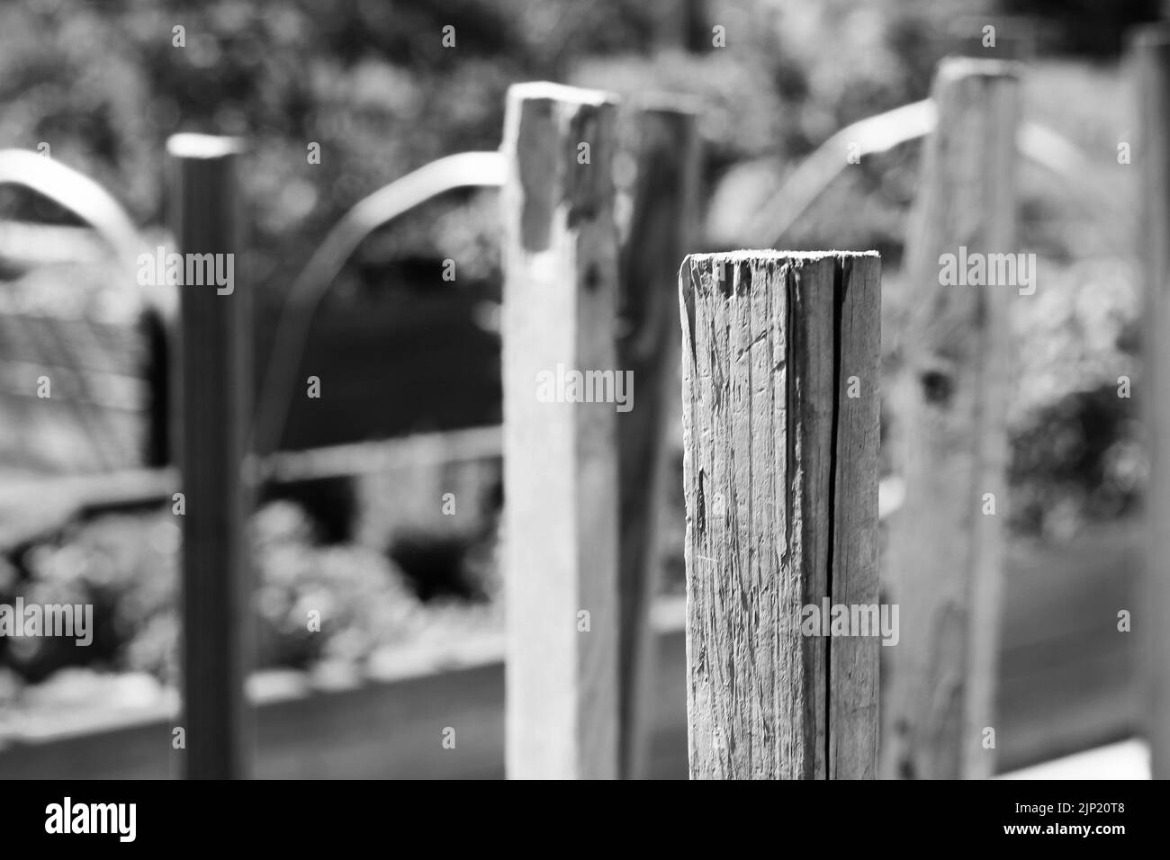 The tops of wooden garden stakes standing in the kitchen garden in ...