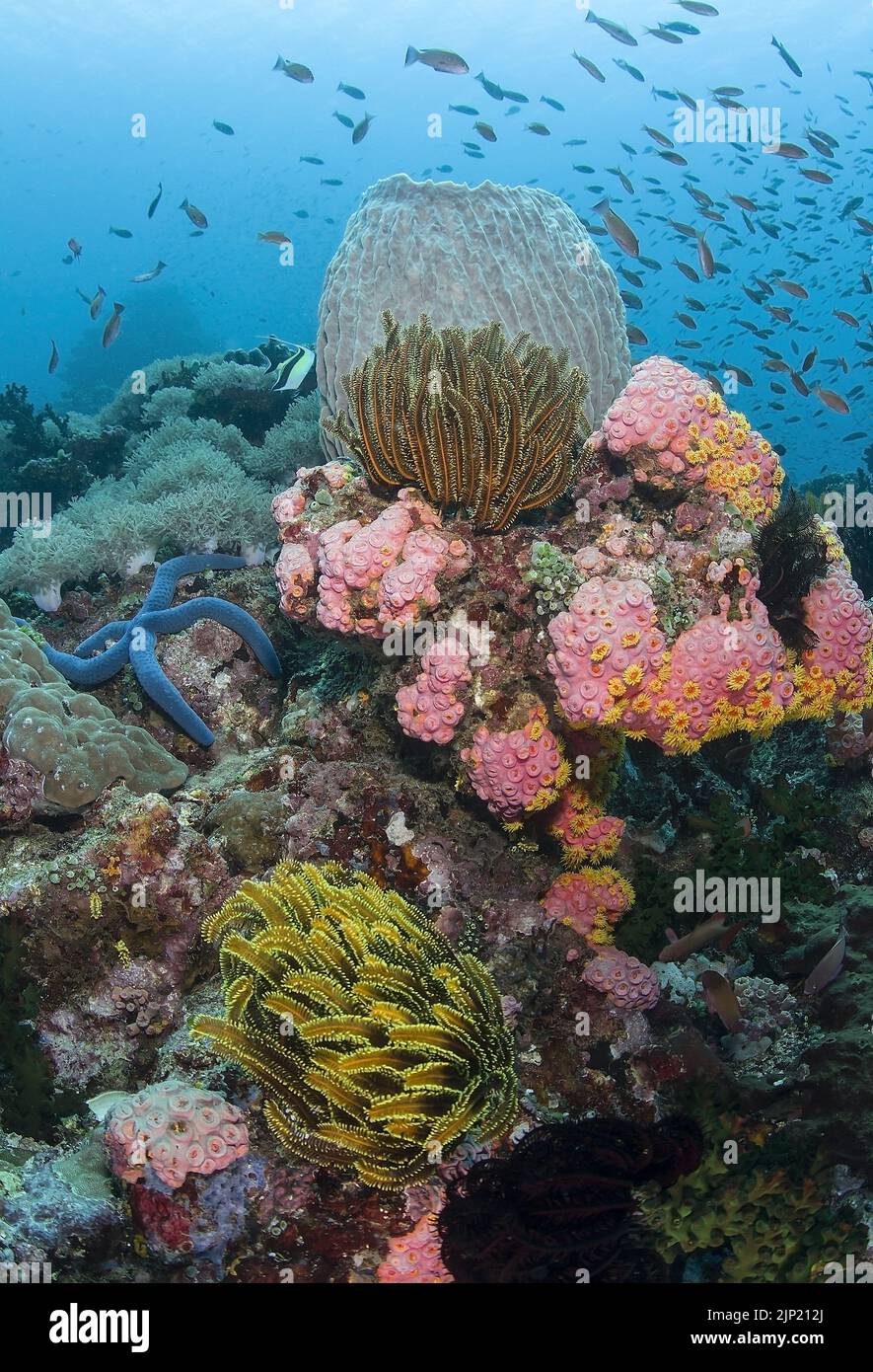 coral reef, philippines, coral reefs Stock Photo - Alamy