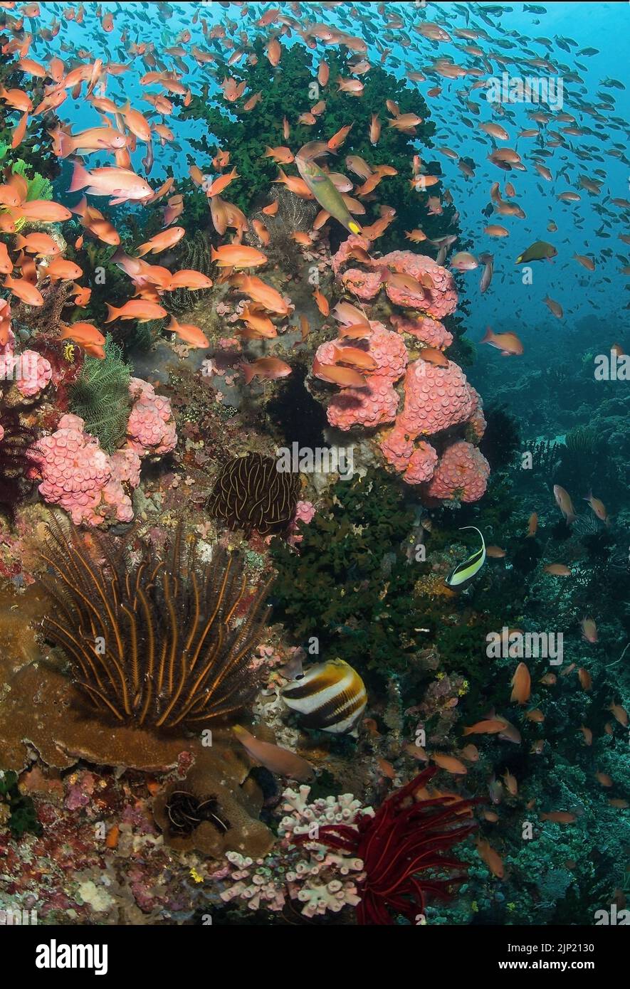 coral reef, philippines, coral reefs Stock Photo - Alamy