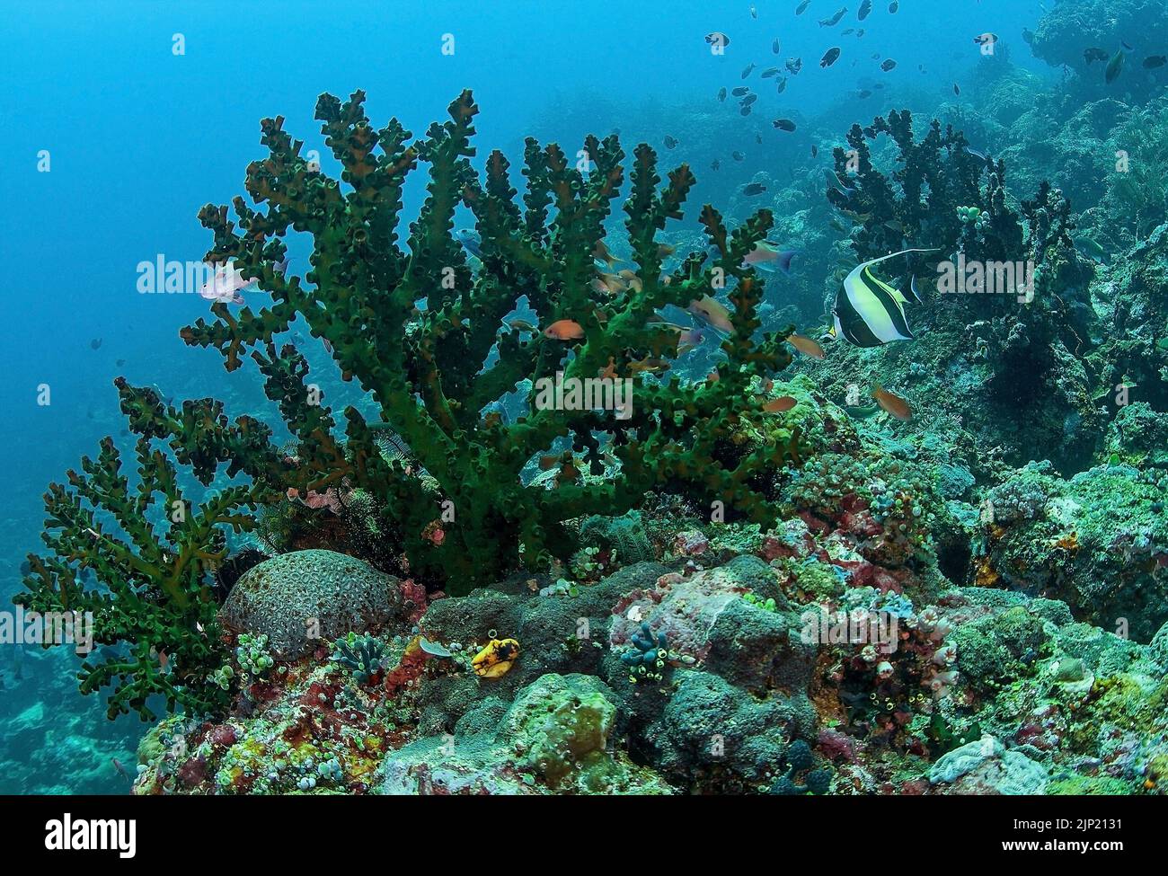 coral reef, philippines, coral reefs Stock Photo - Alamy