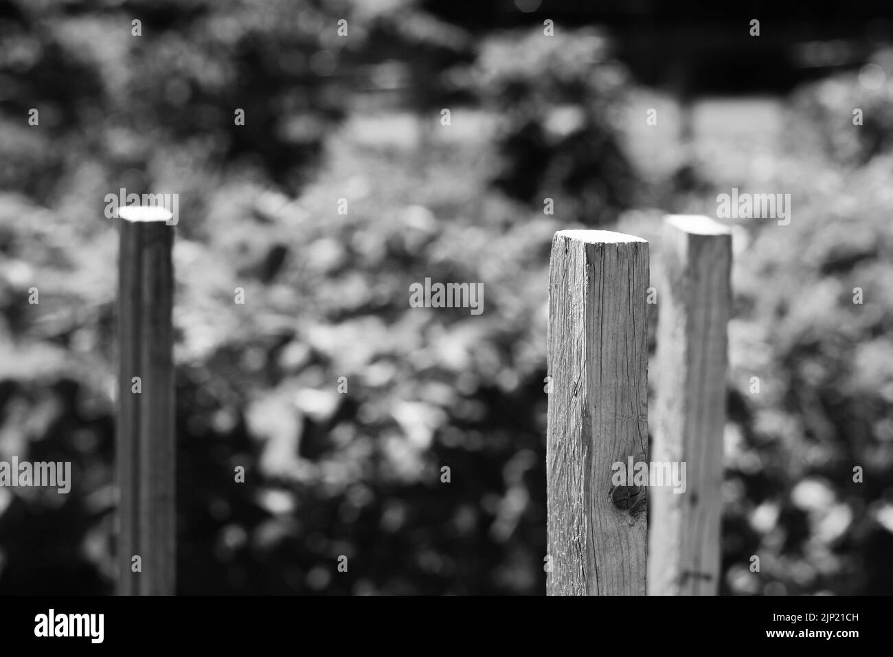 The tops of wooden garden stakes standing in the kitchen garden in ...