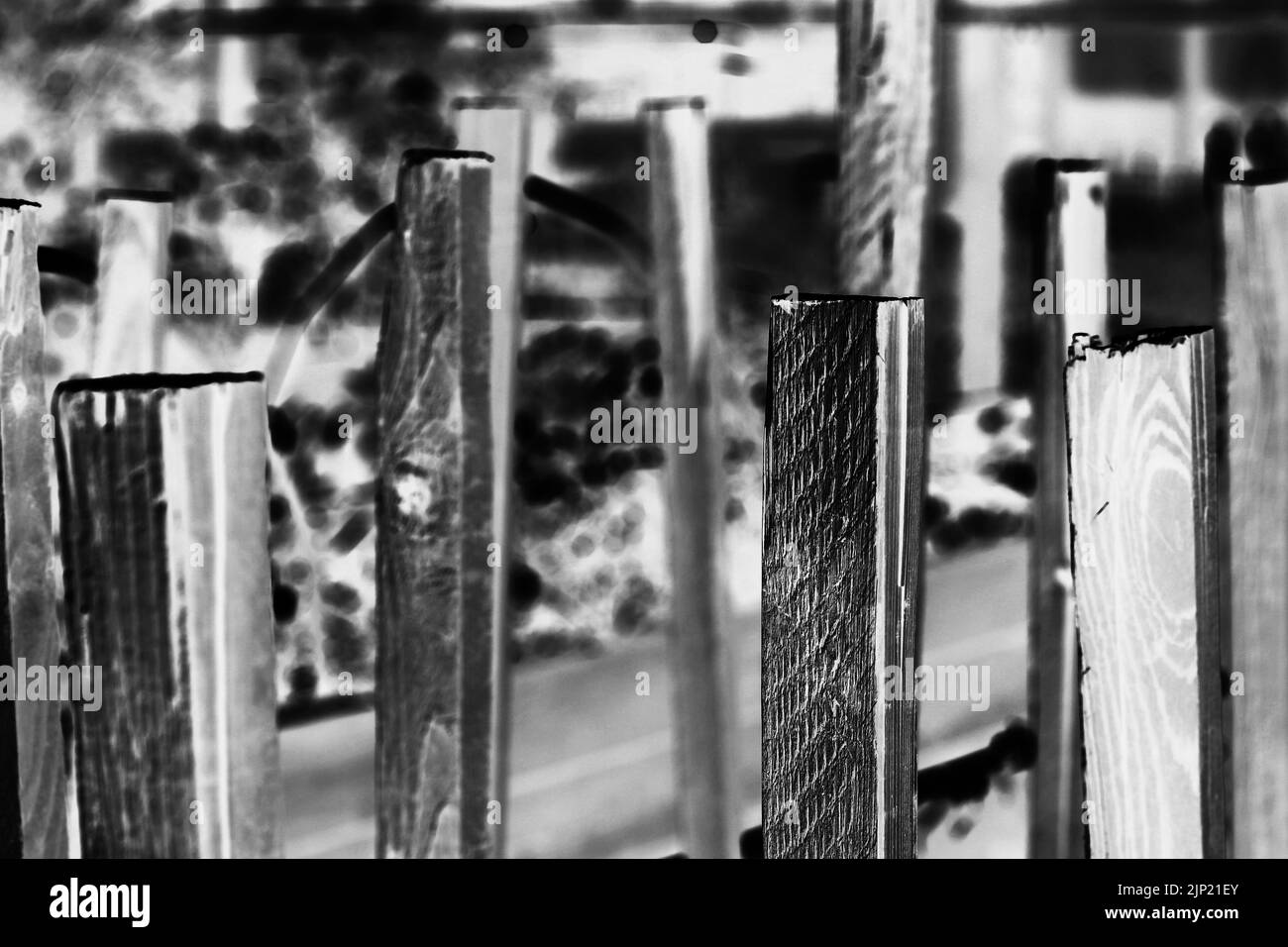 The tops of wooden garden stakes standing in the kitchen garden in ...