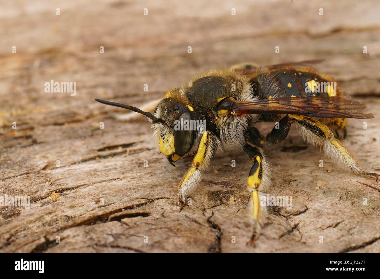 Detailed closeup on a colorful male yellow European woodcarder bee ...