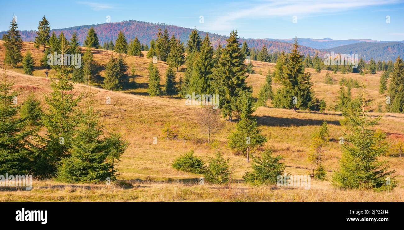 spruce trees on the grassy hills. sunny autumn morning in apuseni ...