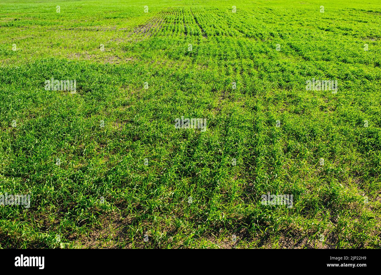 Ukrainian Green Field of wheat, blue sky and sun, white clouds ...