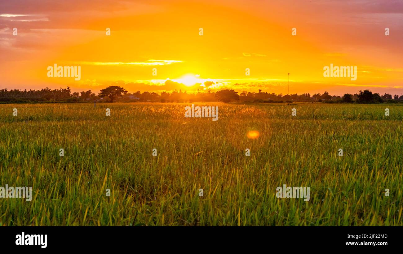 Rice field in central Thailand, paddy field of rice during rain monsoon ...