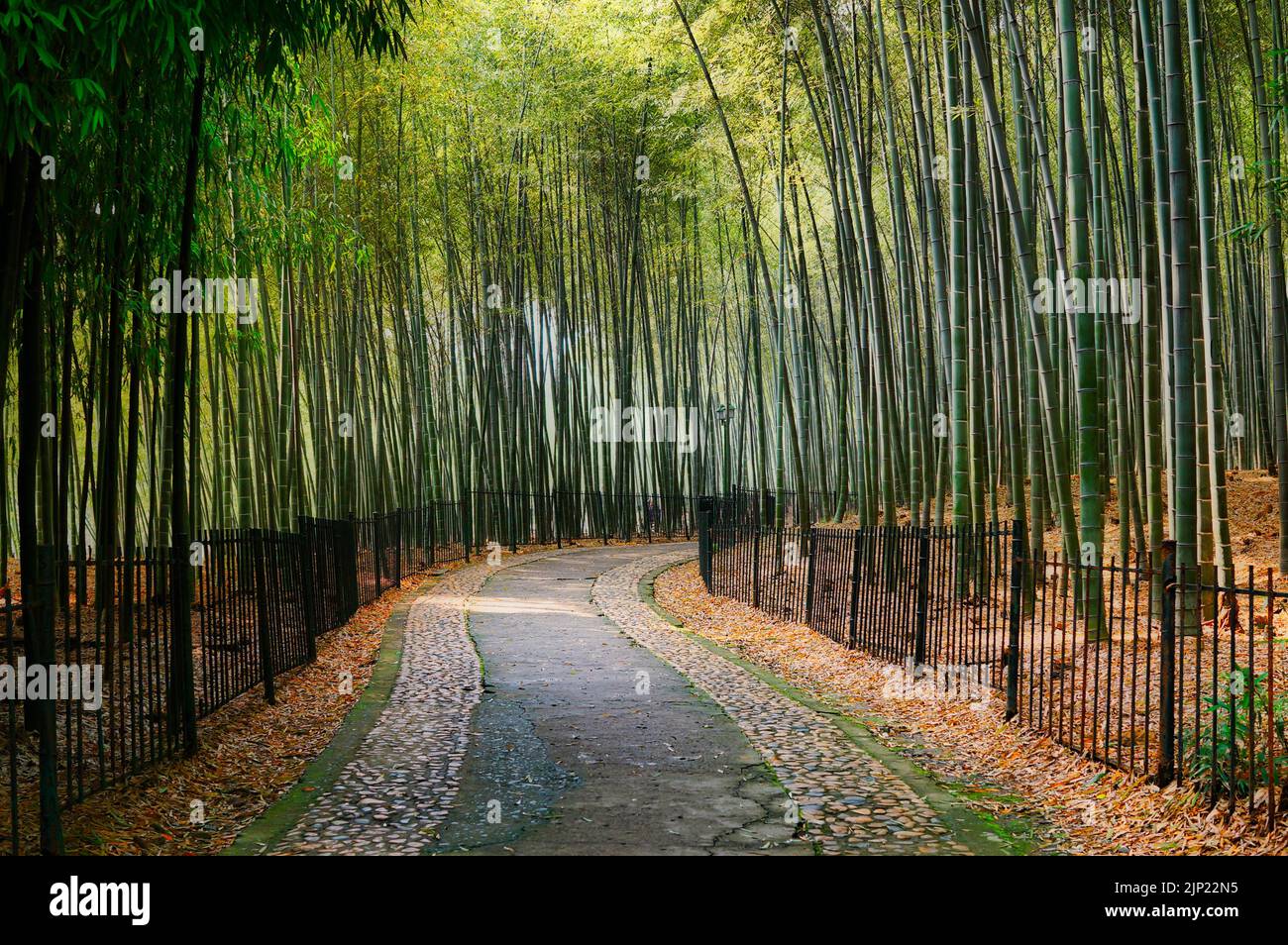 Bamboo-lined path in Hangzhou, China Stock Photo - Alamy
