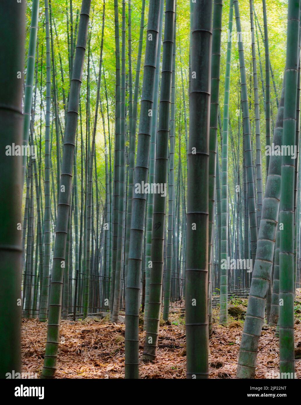 Forest in china hi-res stock photography and images - Alamy