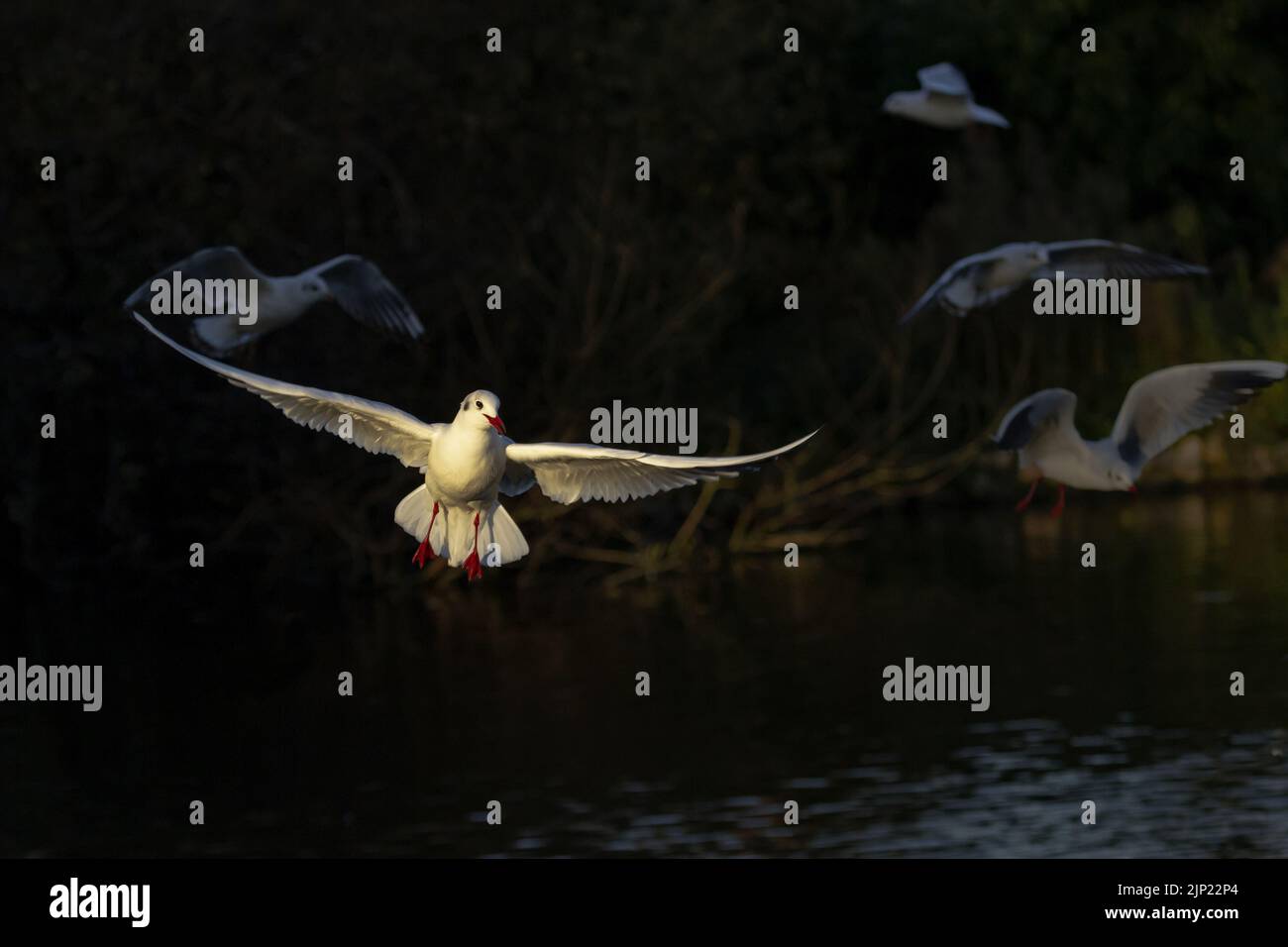 gull, flap, im flug, gulls, flaps Stock Photo - Alamy