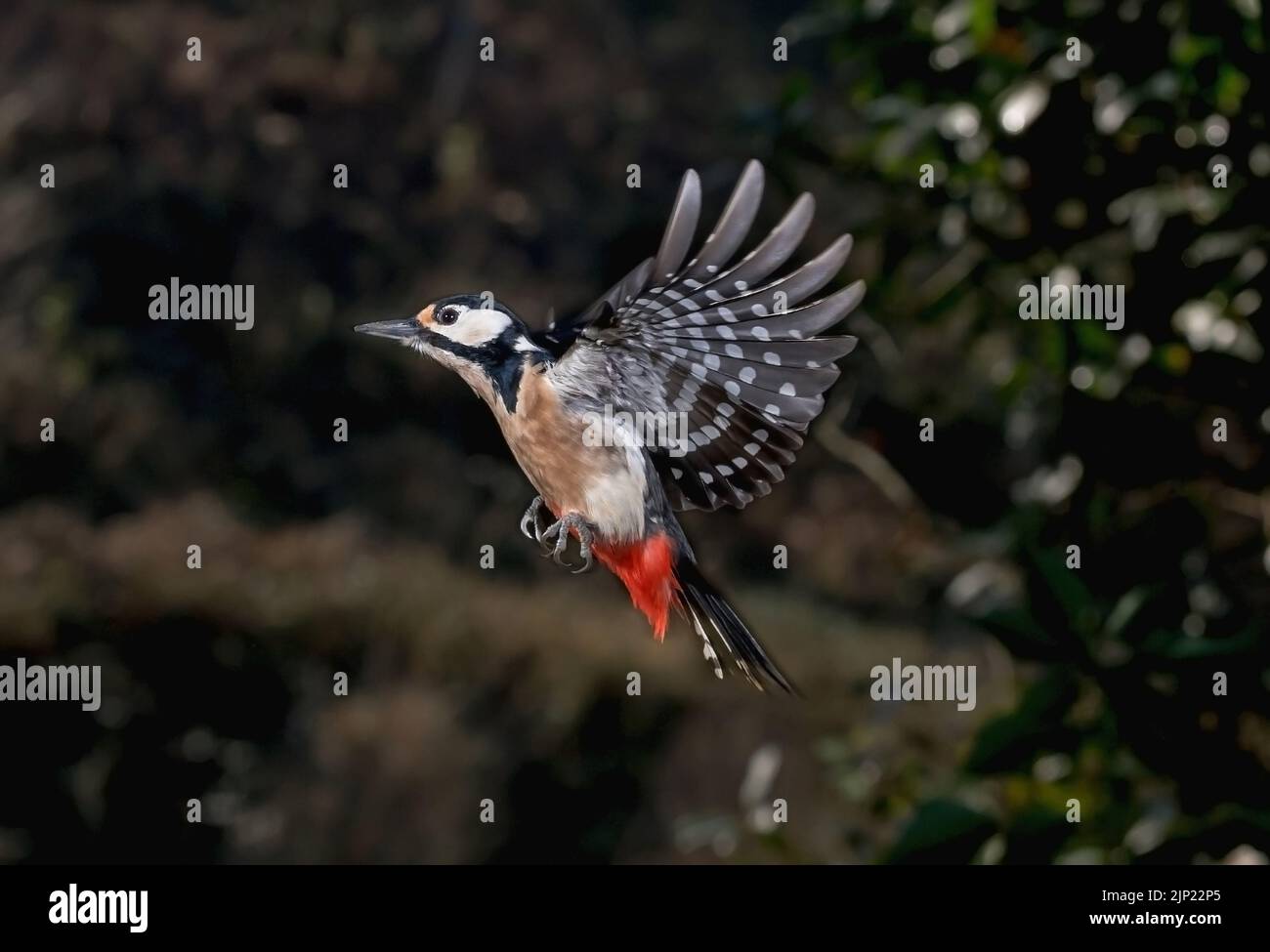 Full flaps hi-res stock photography and images - Alamy