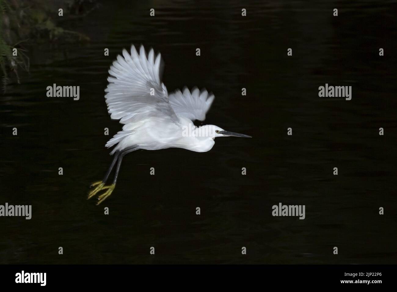 flying, egret, im flug, pelecaniformes, ardea alba, fly, to fly, egrets ...