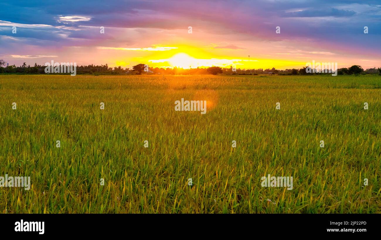 Rice field in central Thailand, paddy field of rice during rain monsoon ...