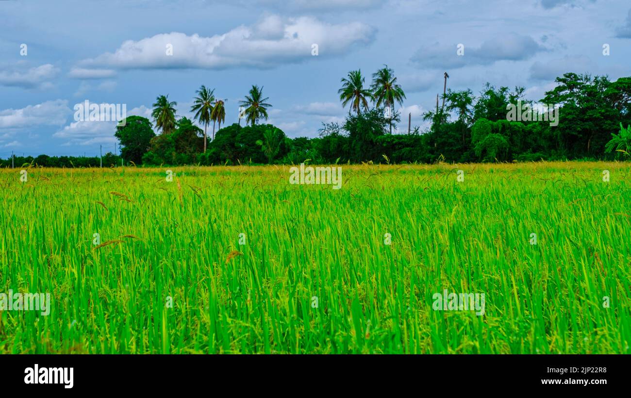 Rice field in central Thailand, paddy field of rice during rain monsoon ...