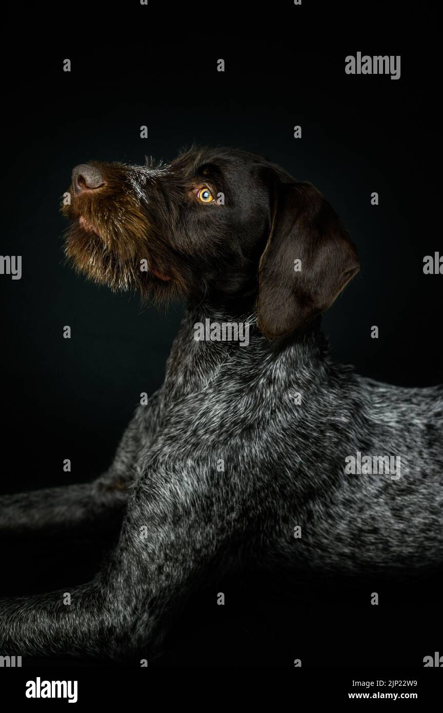 german shorthaired pointer, german shorthaired pointers Stock Photo - Alamy