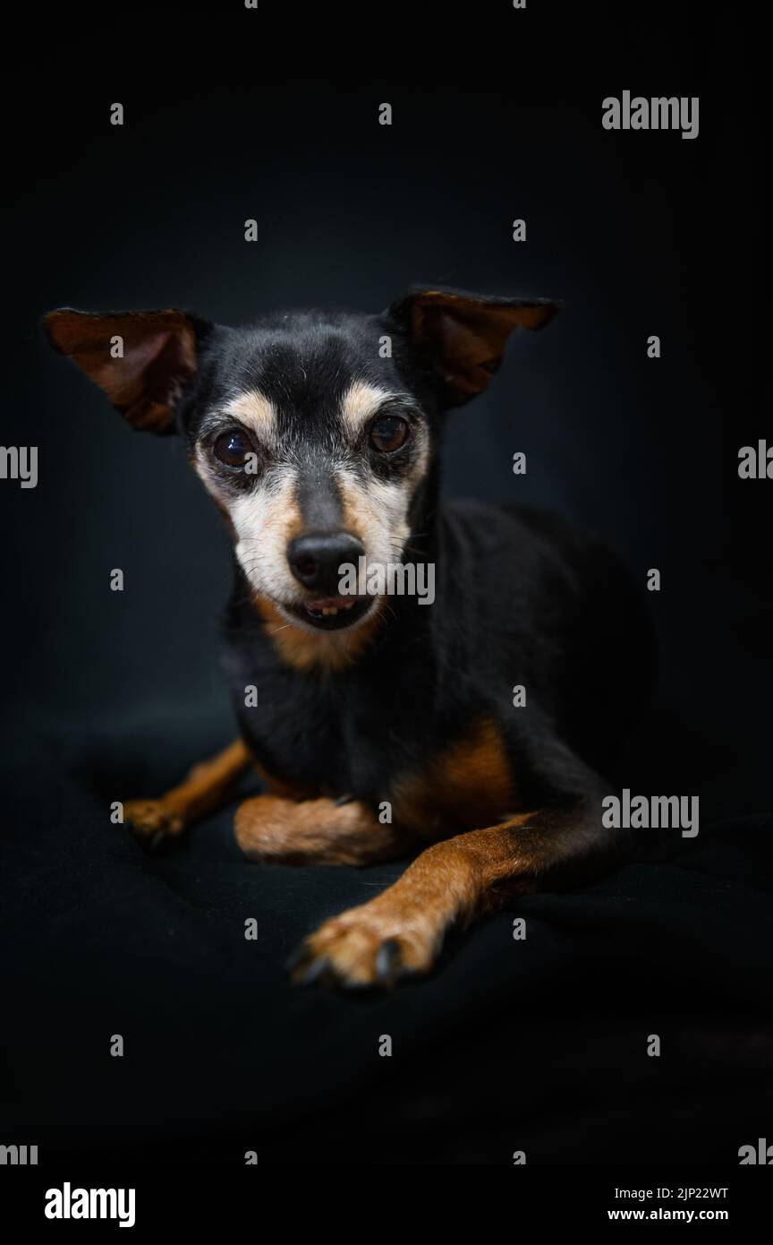 miniature pinscher, miniature pinschers Stock Photo - Alamy