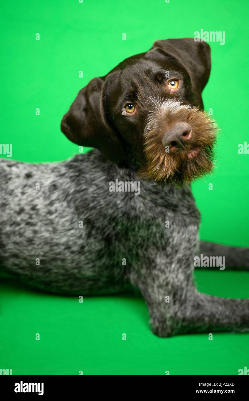 animal portrait, german shorthaired pointer, animal portraits, german ...