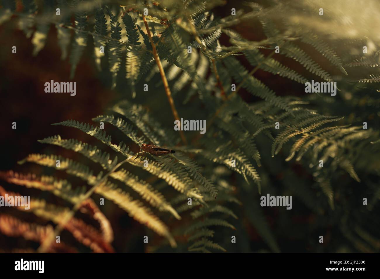 nature, fern, light moods, natur, natures, ferns, light Stock Photo - Alamy