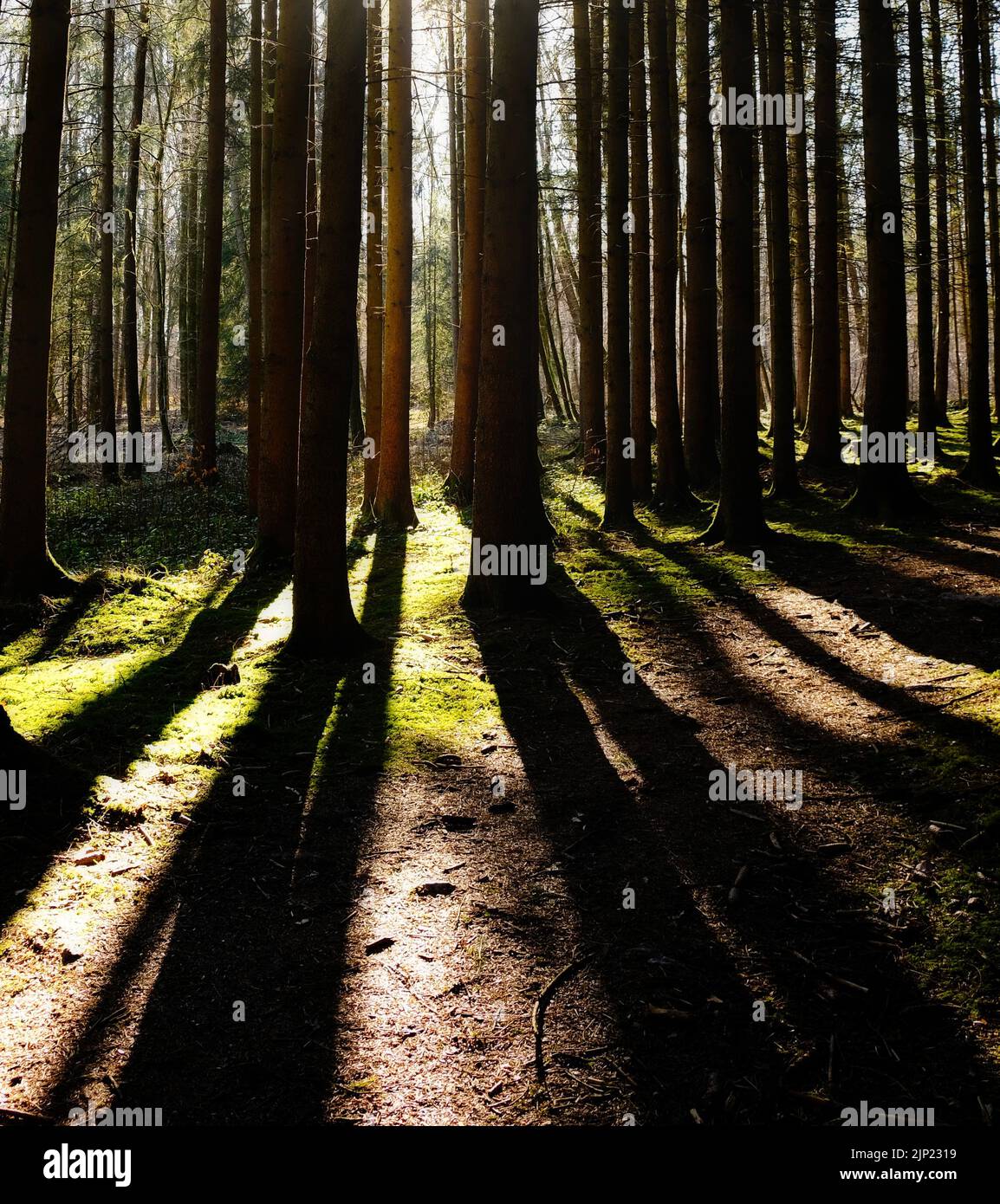 Light and shadow in a sun-filled forest Stock Photo - Alamy