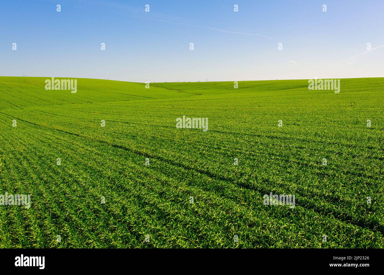Ukrainian Green Field of wheat, blue sky and sun, white clouds ...