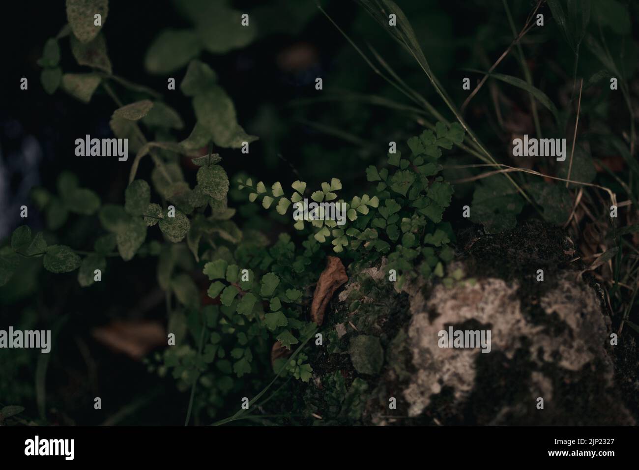 plant, vegetation, mysterious, plants, vegetations, esoteric, mystic ...