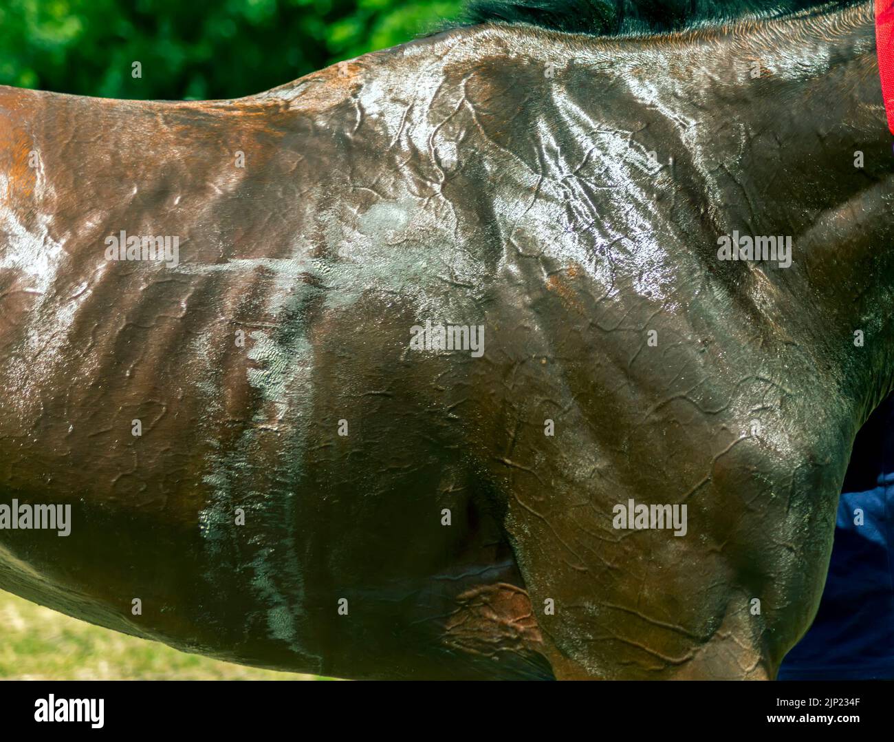 Skin of purebred horse close up Stock Photo - Alamy