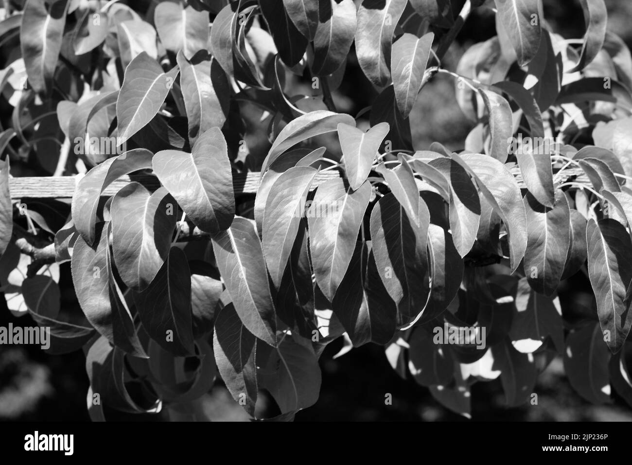 The leafy branches of a summer apple tree growing in the sunny orchard ...