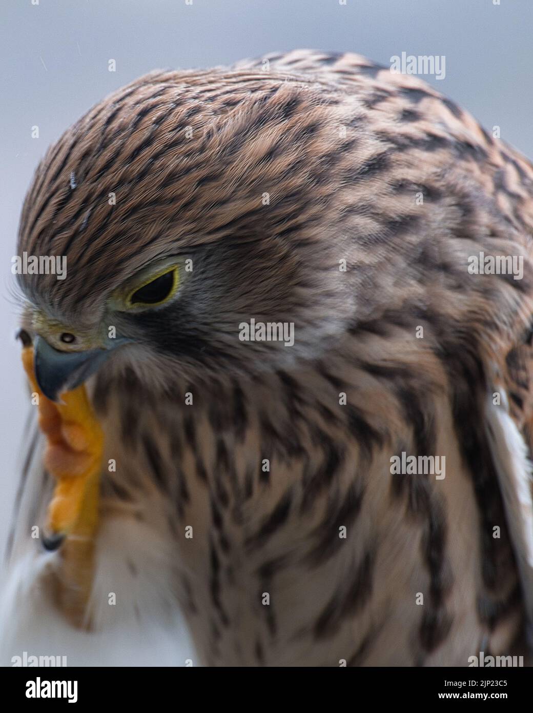 Eye to eye with a common kestrel, birds of pray closeup Stock Photo - Alamy