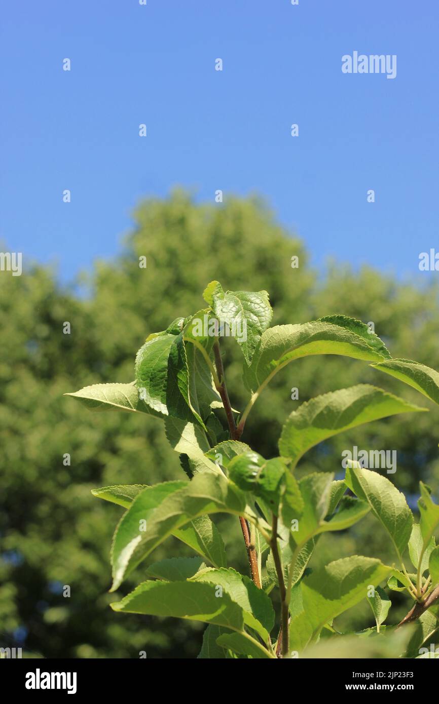The leafy green branches of a summer apple tree growing in the sunny ...