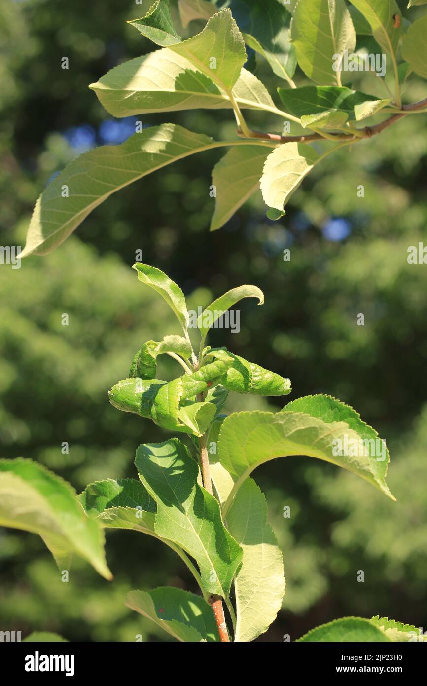 The leafy green branches of a summer apple tree growing in the sunny ...