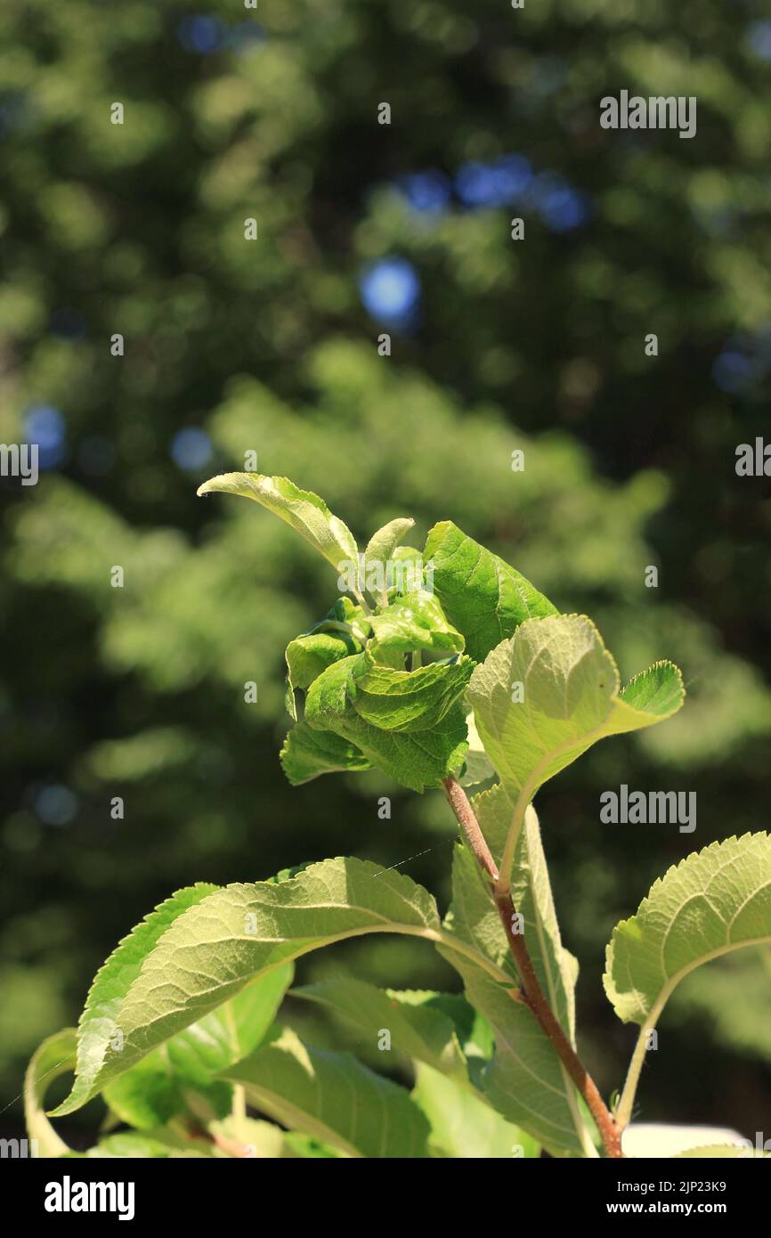 The leafy green branches of a summer apple tree growing in the sunny ...