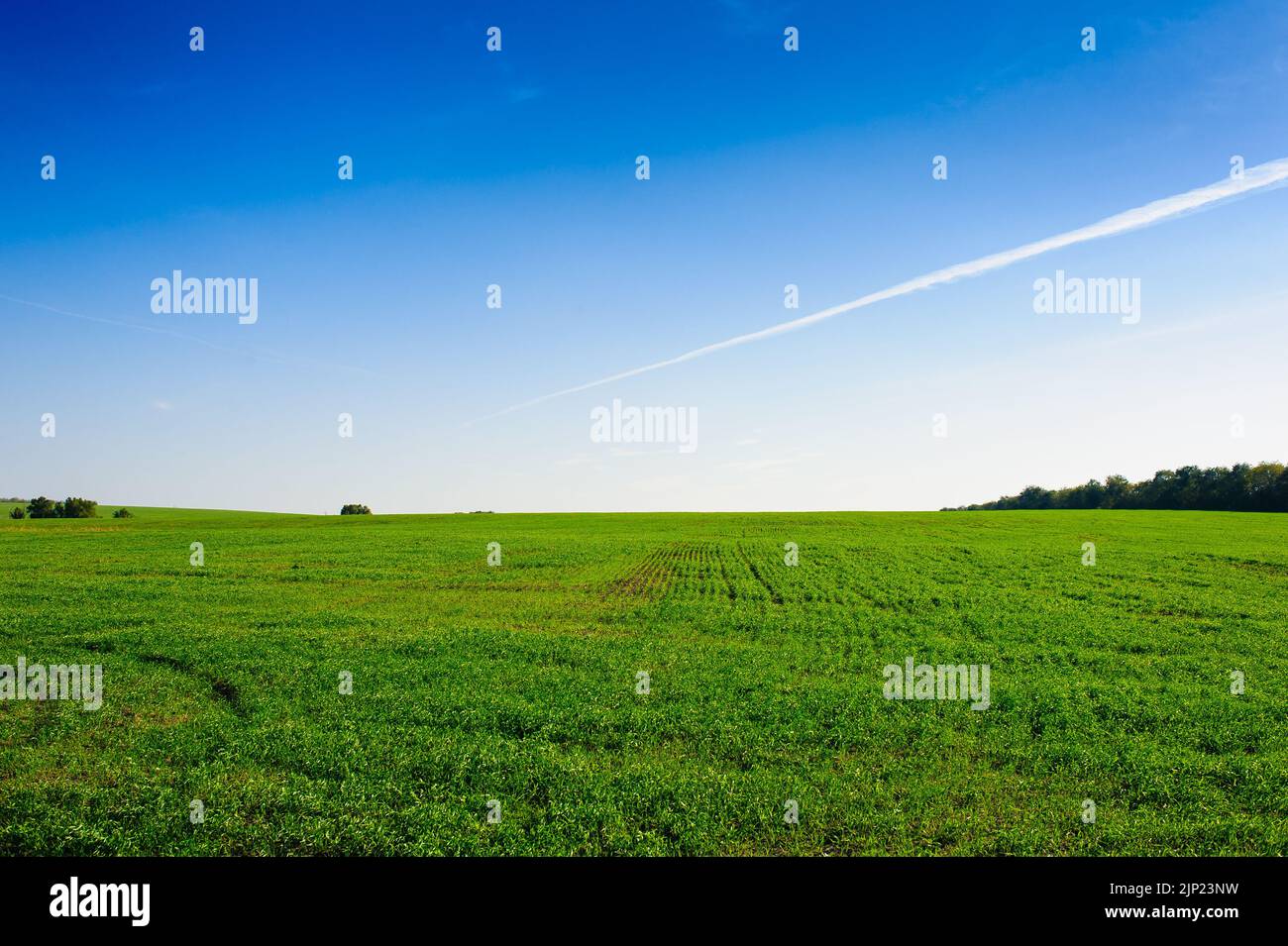 Ukrainian Green Field of wheat, blue sky and sun, white clouds ...