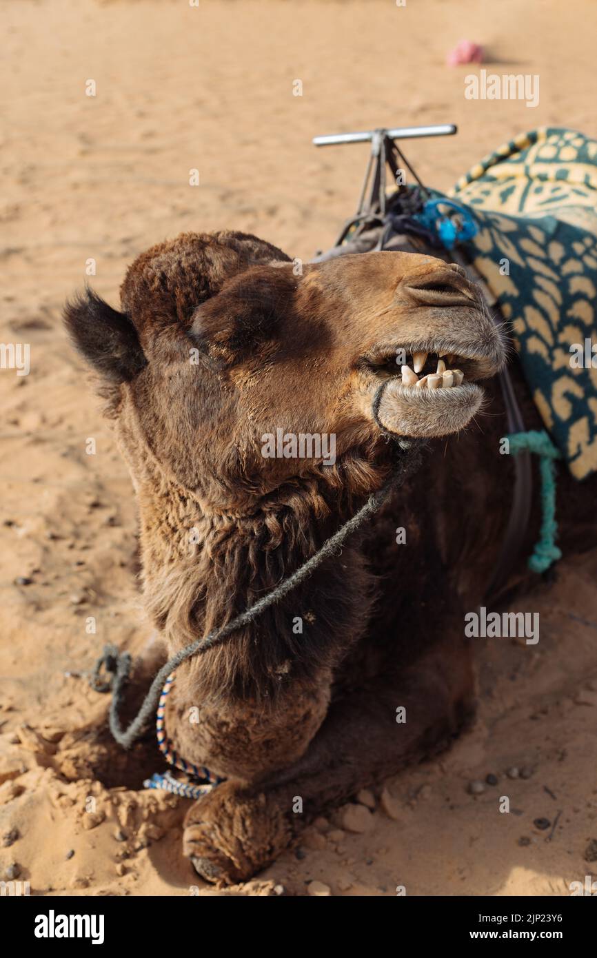 camel, mount, camels, mounts Stock Photo - Alamy