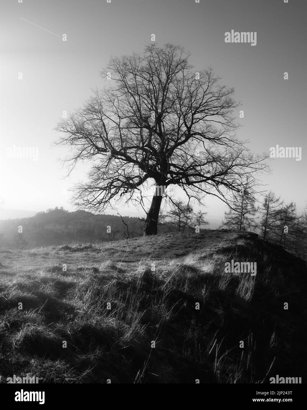 Leaves artwork in forest Black and White Stock Photos & Images - Alamy