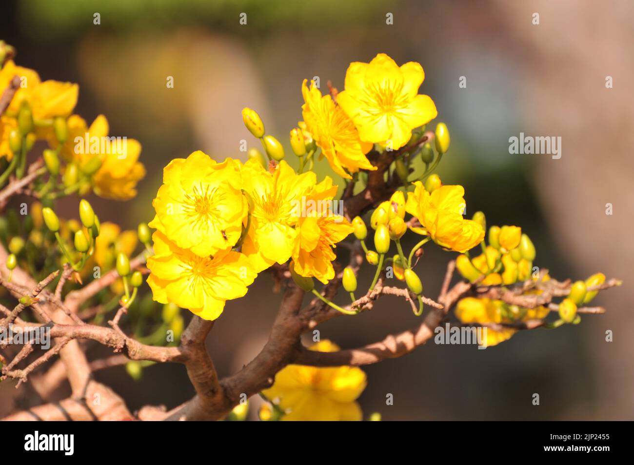 Yellow Ochna integerrima in the sunset sun in springtime lunar new year ...