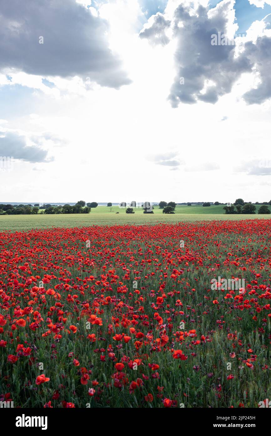 poppy fields, papaver meadow, mohnpflanze, poppy field, papaver meadows ...