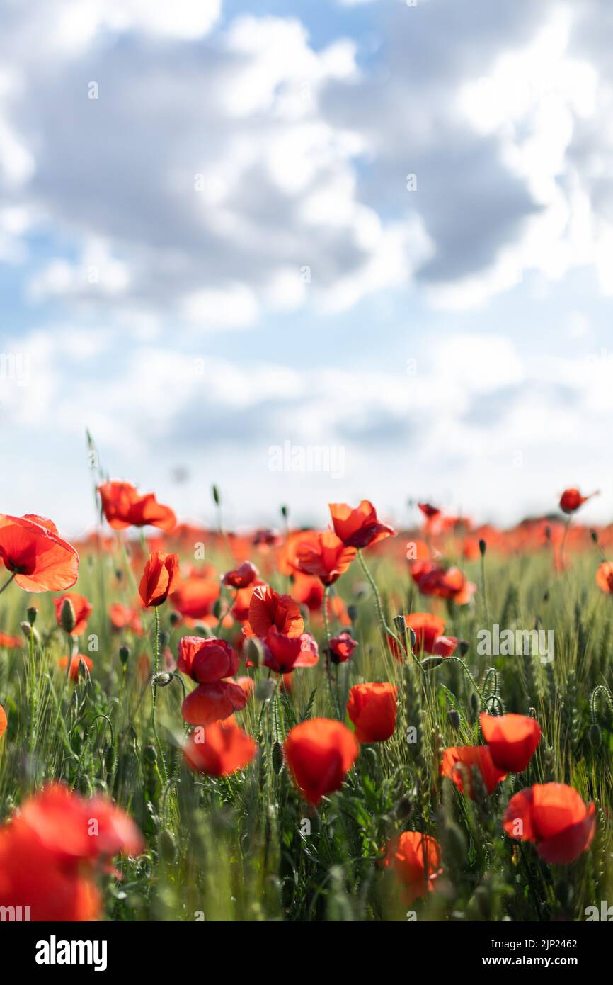 poppies, corn field, mohnpflanze, poppy, corn fields Stock Photo - Alamy