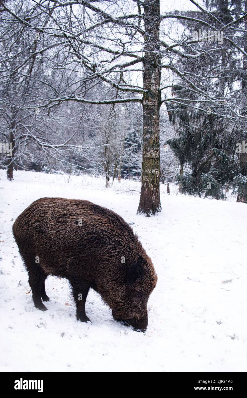 Hunting boar in a forest hi-res stock photography and images - Alamy