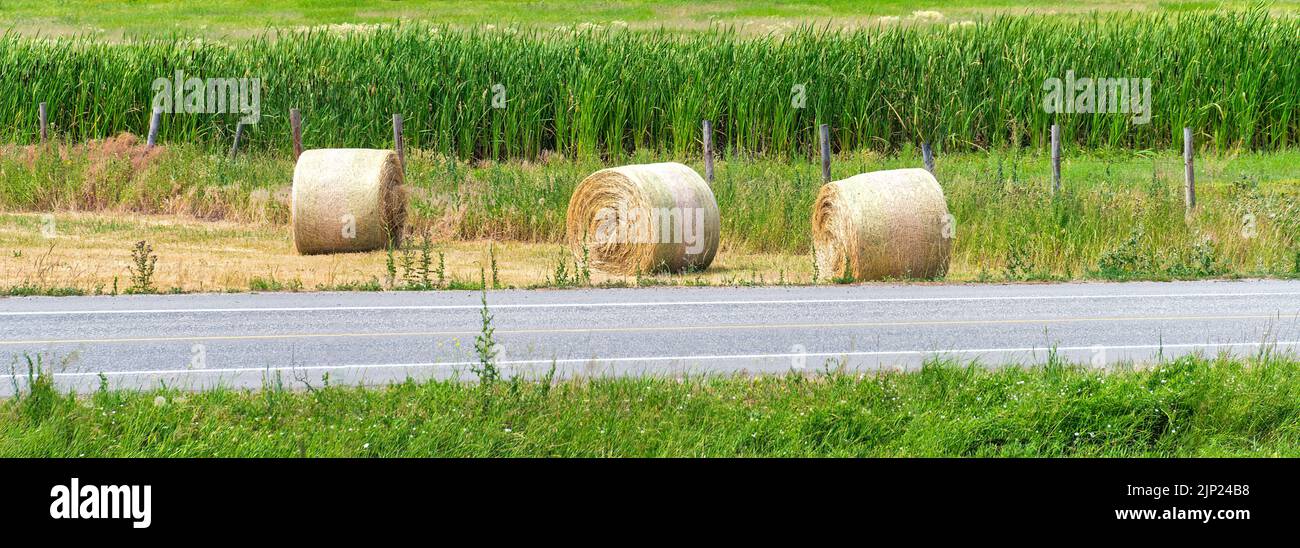 Dry yellow straw bales laying on the farm field at the road Stock Photo ...