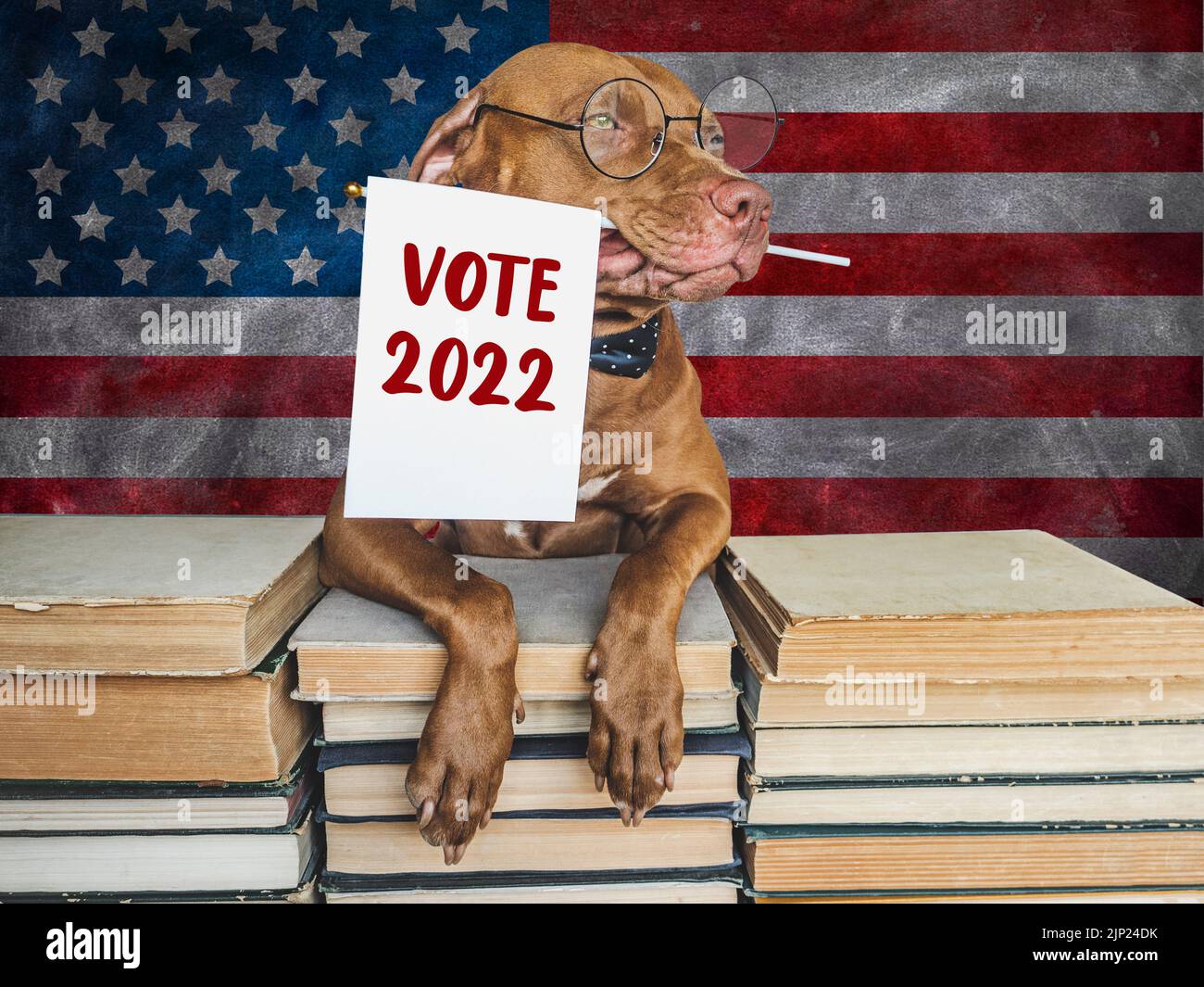 United States Elections. Lovable, pretty dog holding an American Flag ...