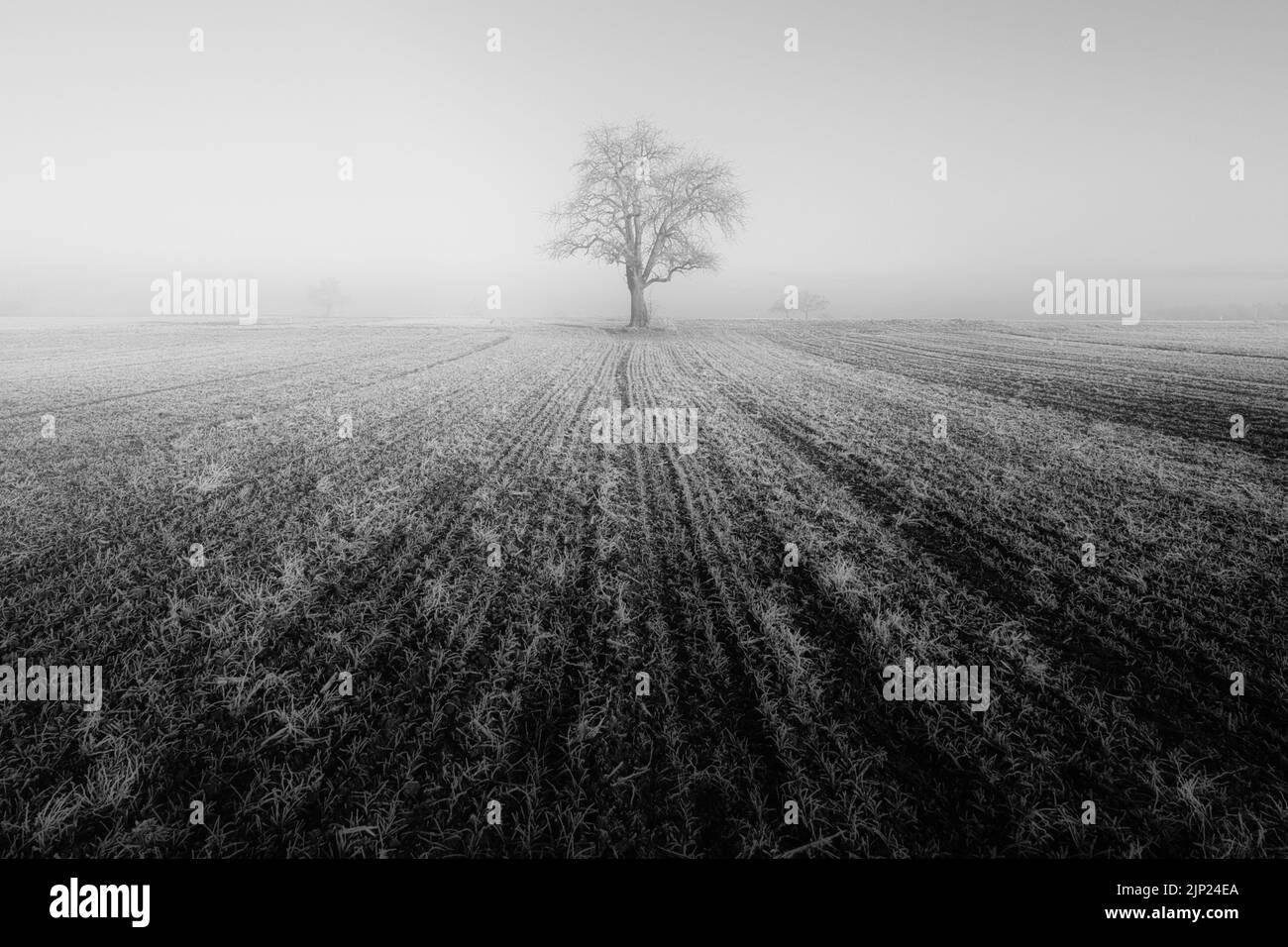 A lonely tree on a dreary field on a misty morning in winter Stock ...